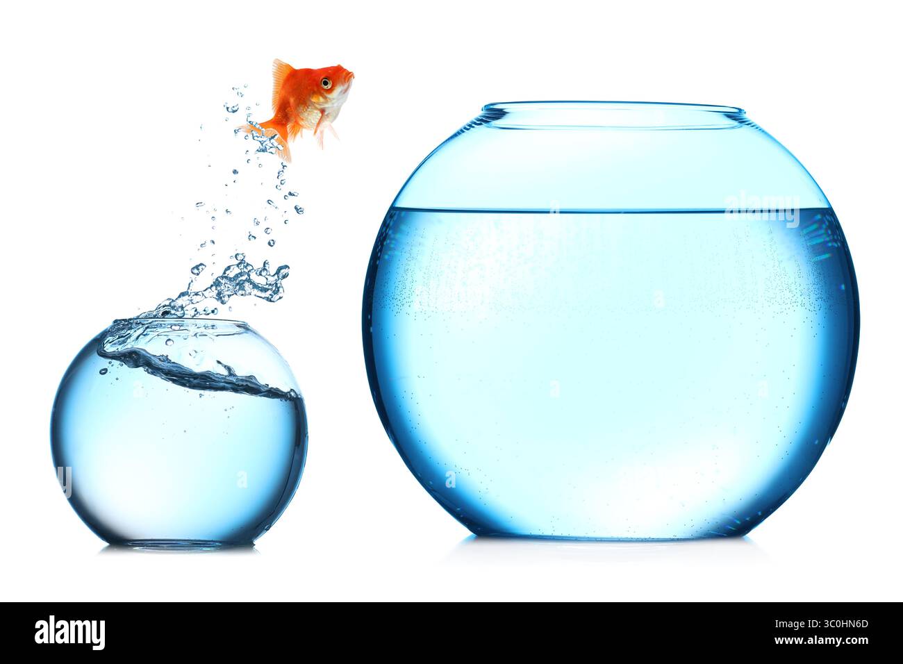 Goldfish jumping out of small glass bowl into bigger one against white ...