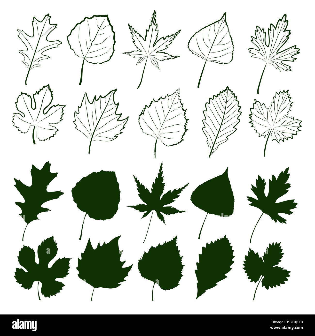 Set of autumn leaves of different trees Stock Vector Image & Art - Alamy