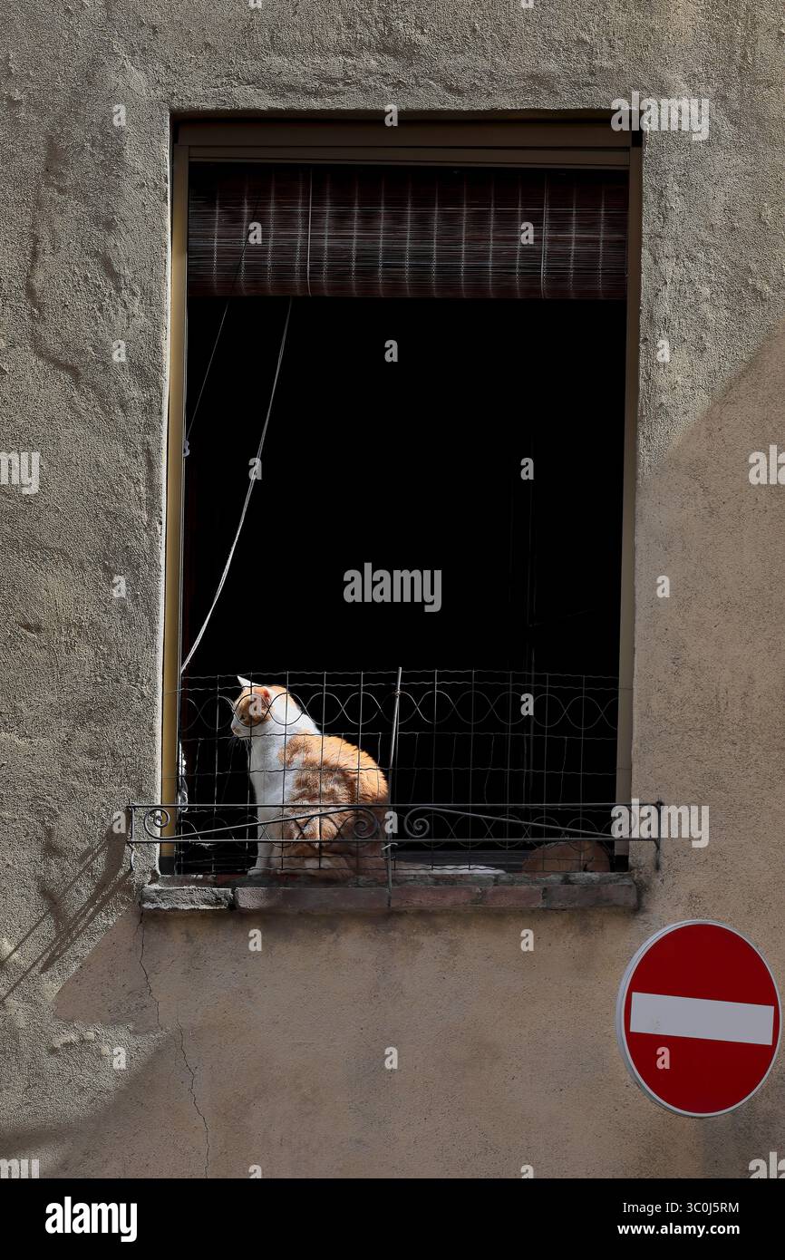 Tabby cat on sunlit windowsill hi-res stock photography and images - Alamy