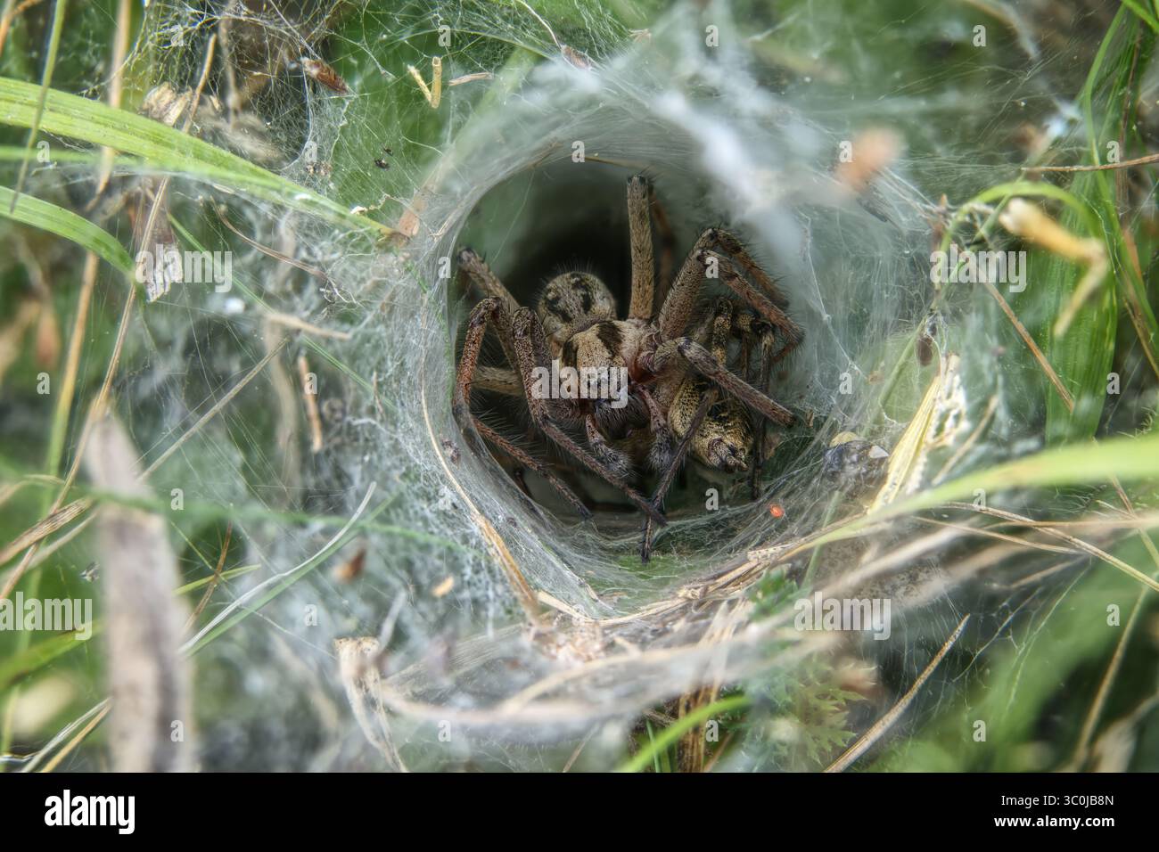 Grasshopper in spider web hi-res stock photography and images - Alamy