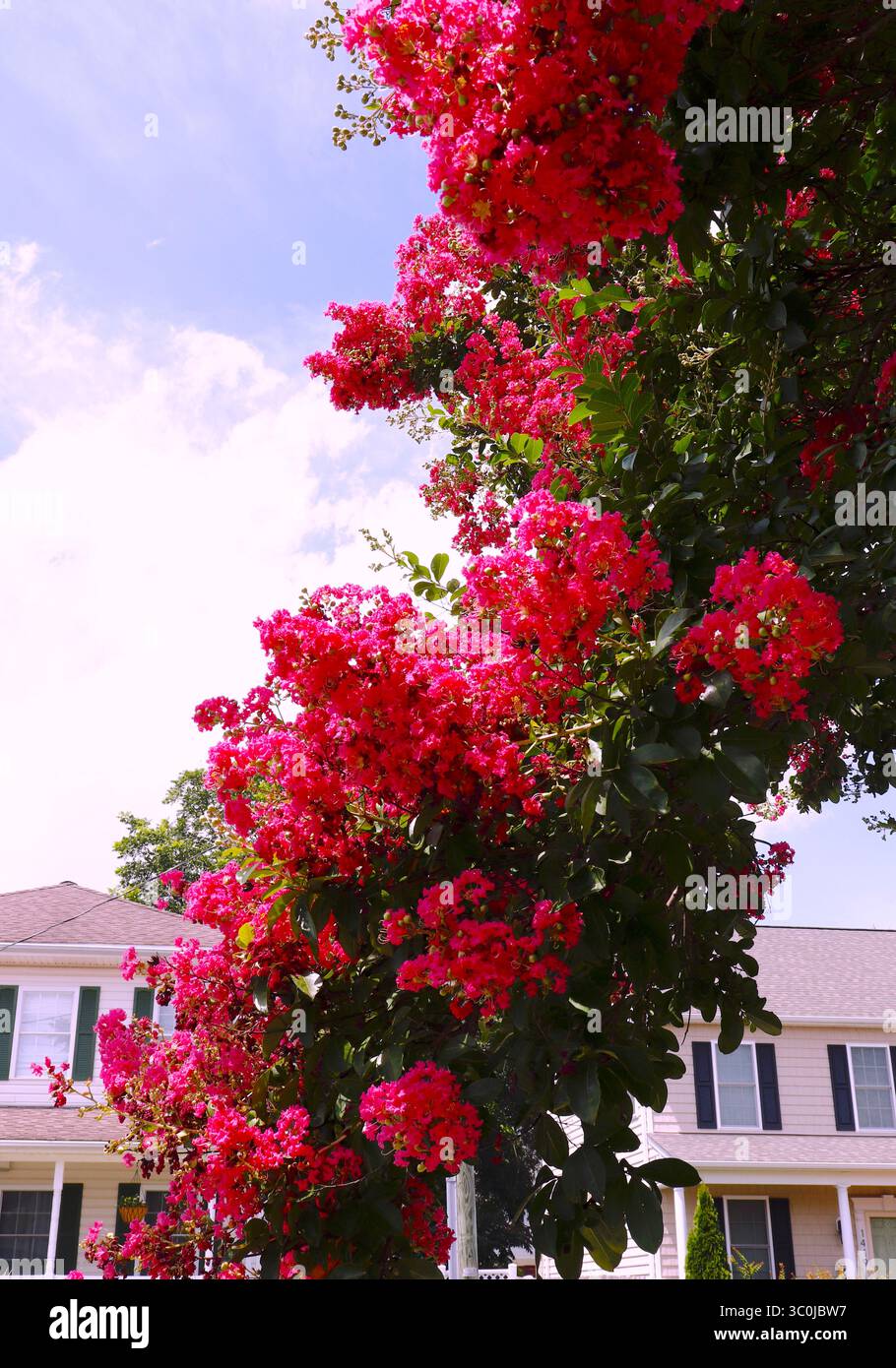 Pink crape myrtle lagerstroemia hi-res stock photography and images - Alamy