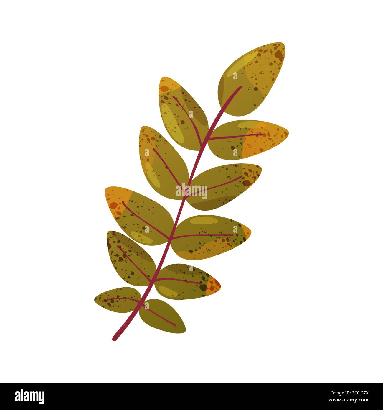 Vector acacia leaf or plant herbarium. Autumn foliage or preserved ...