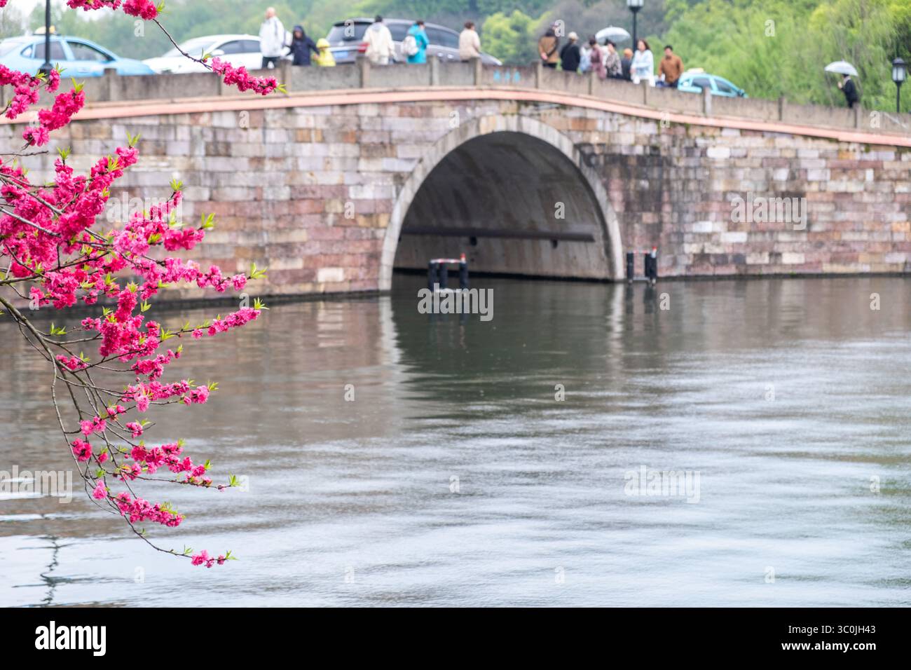 West Lake, Hangzhou. China. Bright pink spring blossoms in Spring and a ...