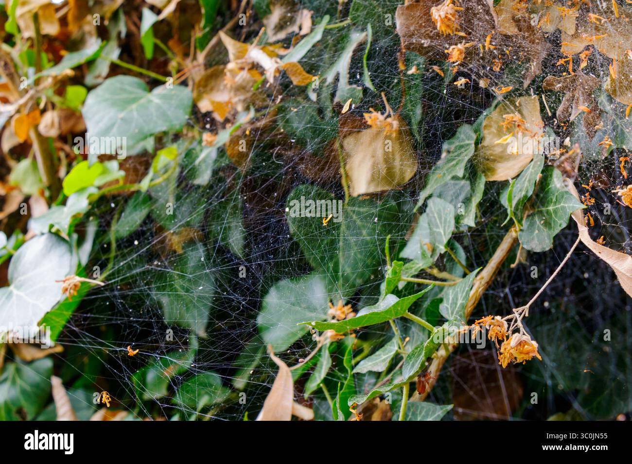 Ivy strands hi-res stock photography and images - Alamy