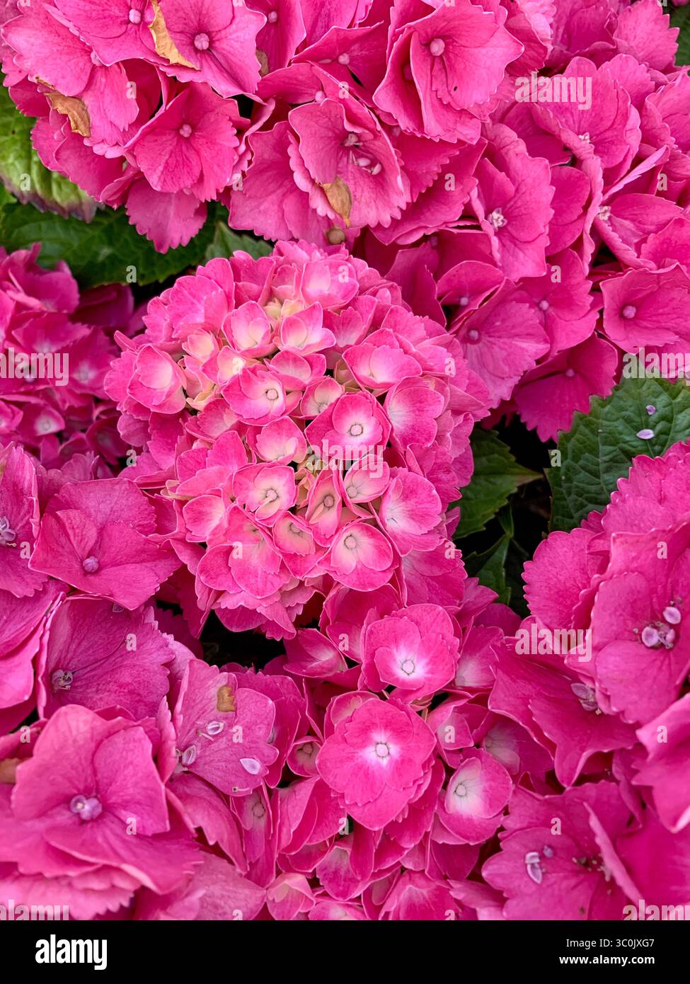 From soft blush to deep magenta one central hower hi-res stock ...