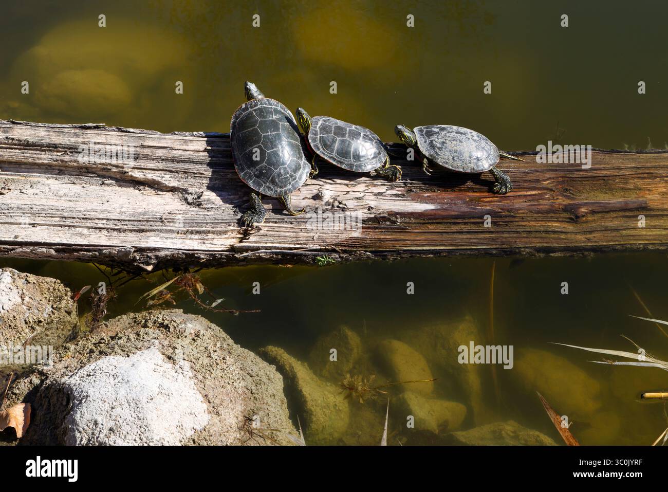 Emydidae hi-res stock photography and images - Alamy