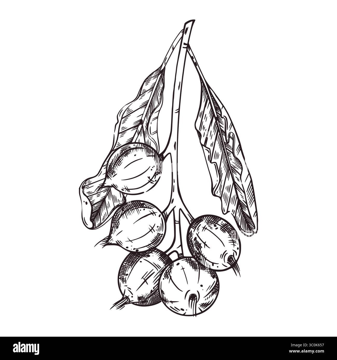 Hazel nuts tree Stock Vector Images - Alamy
