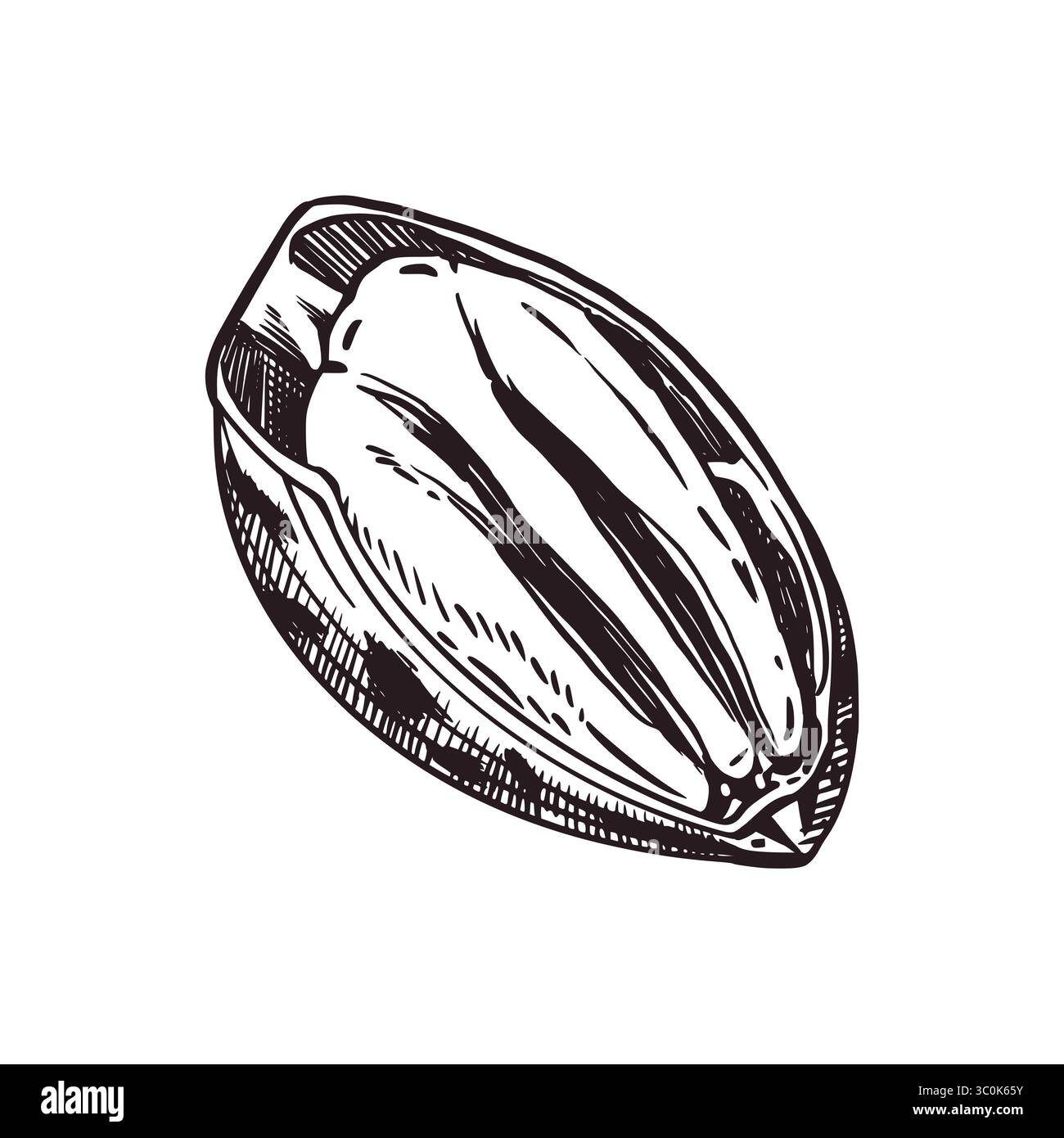 Pecans, vector illustration. Pecans hand-drawn in ink and translated ...