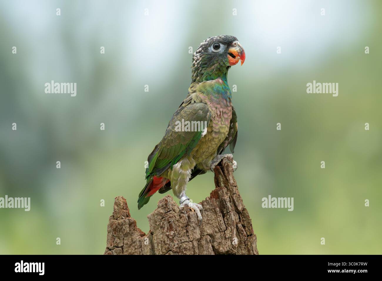 Red-billed Parrot, Pionus sordidus sordidus Stock Photo - Alamy