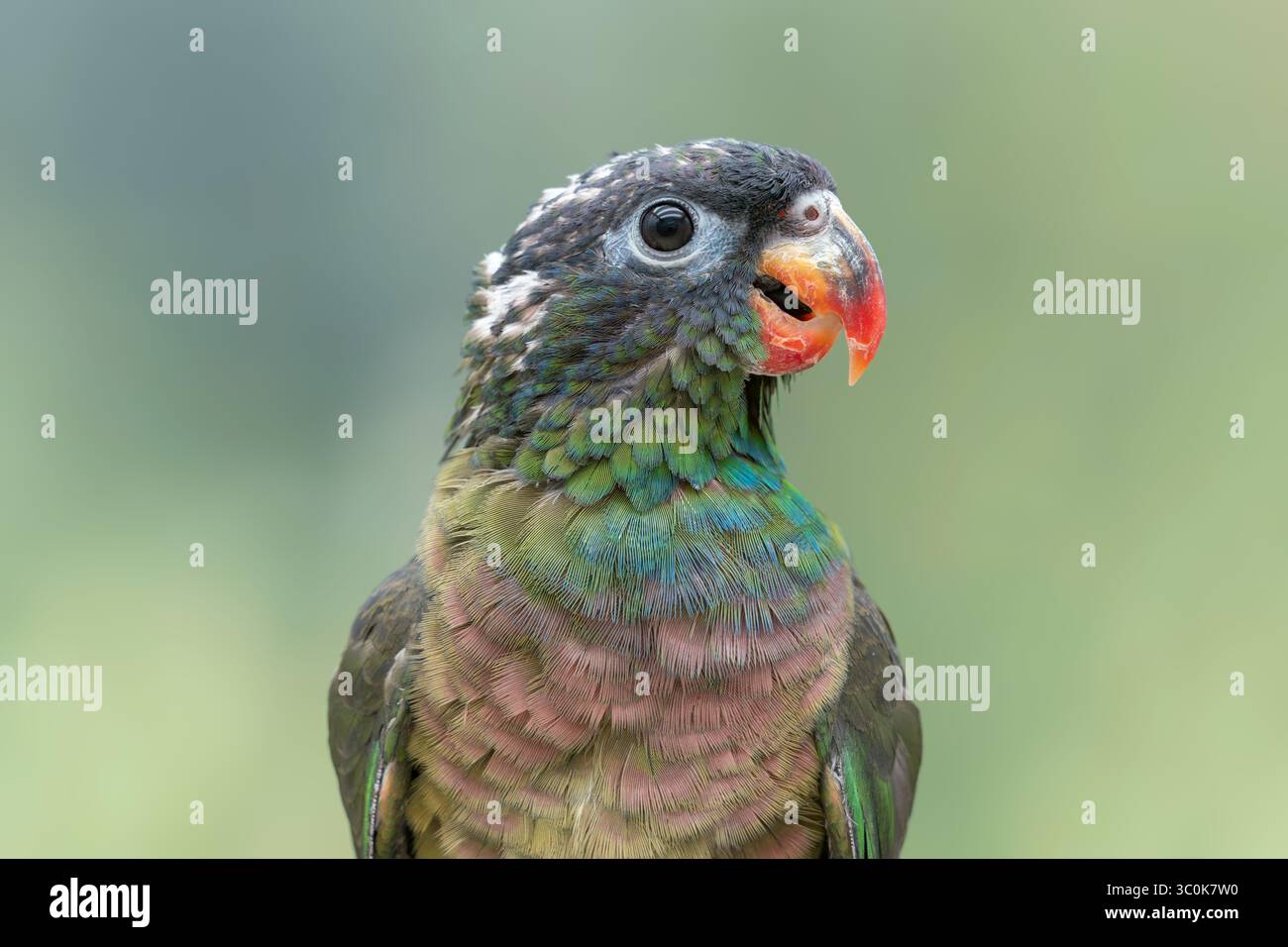 Red-billed Parrot, Pionus sordidus sordidus Stock Photo - Alamy