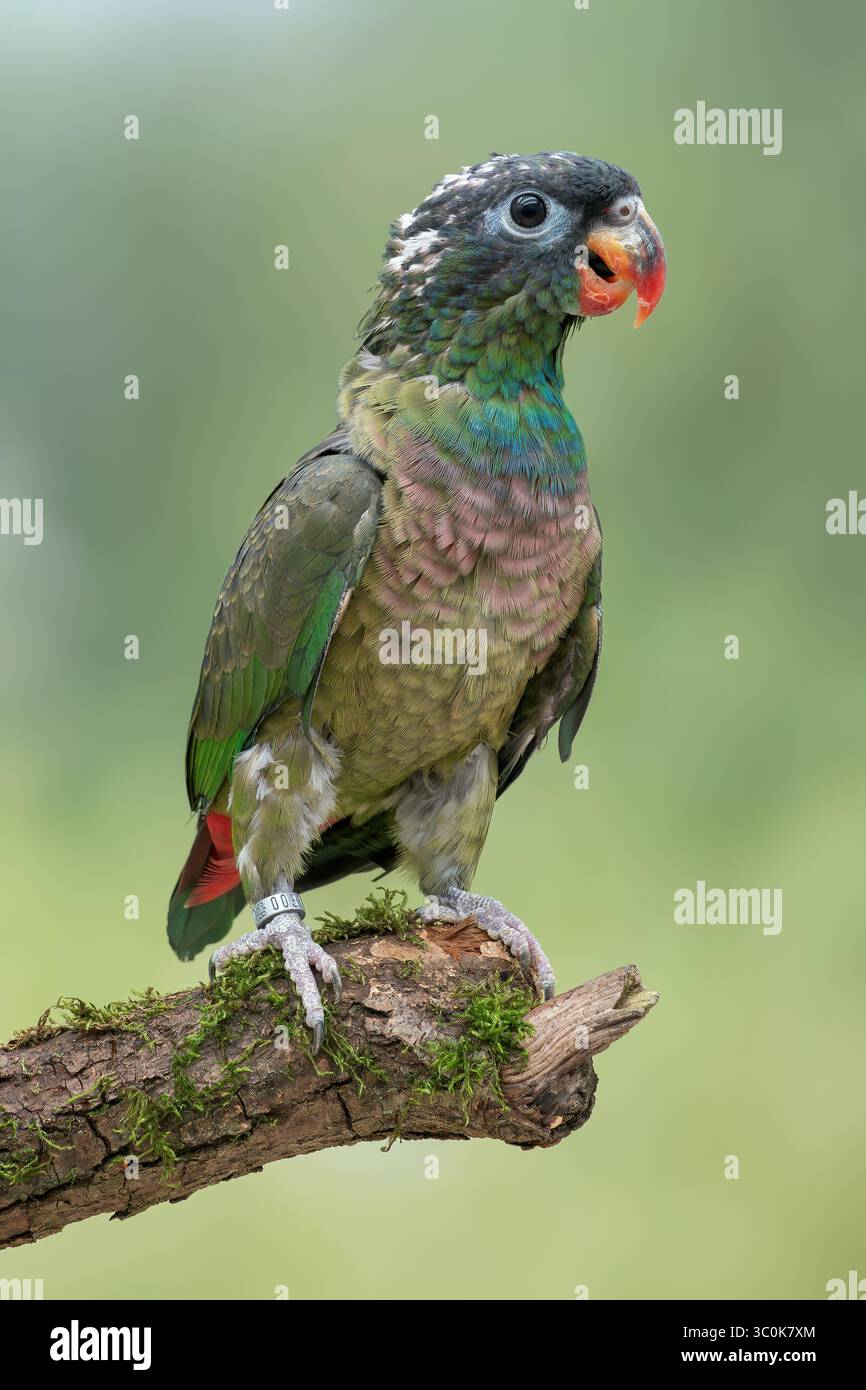 Red-billed Parrot, Pionus sordidus sordidus Stock Photo - Alamy