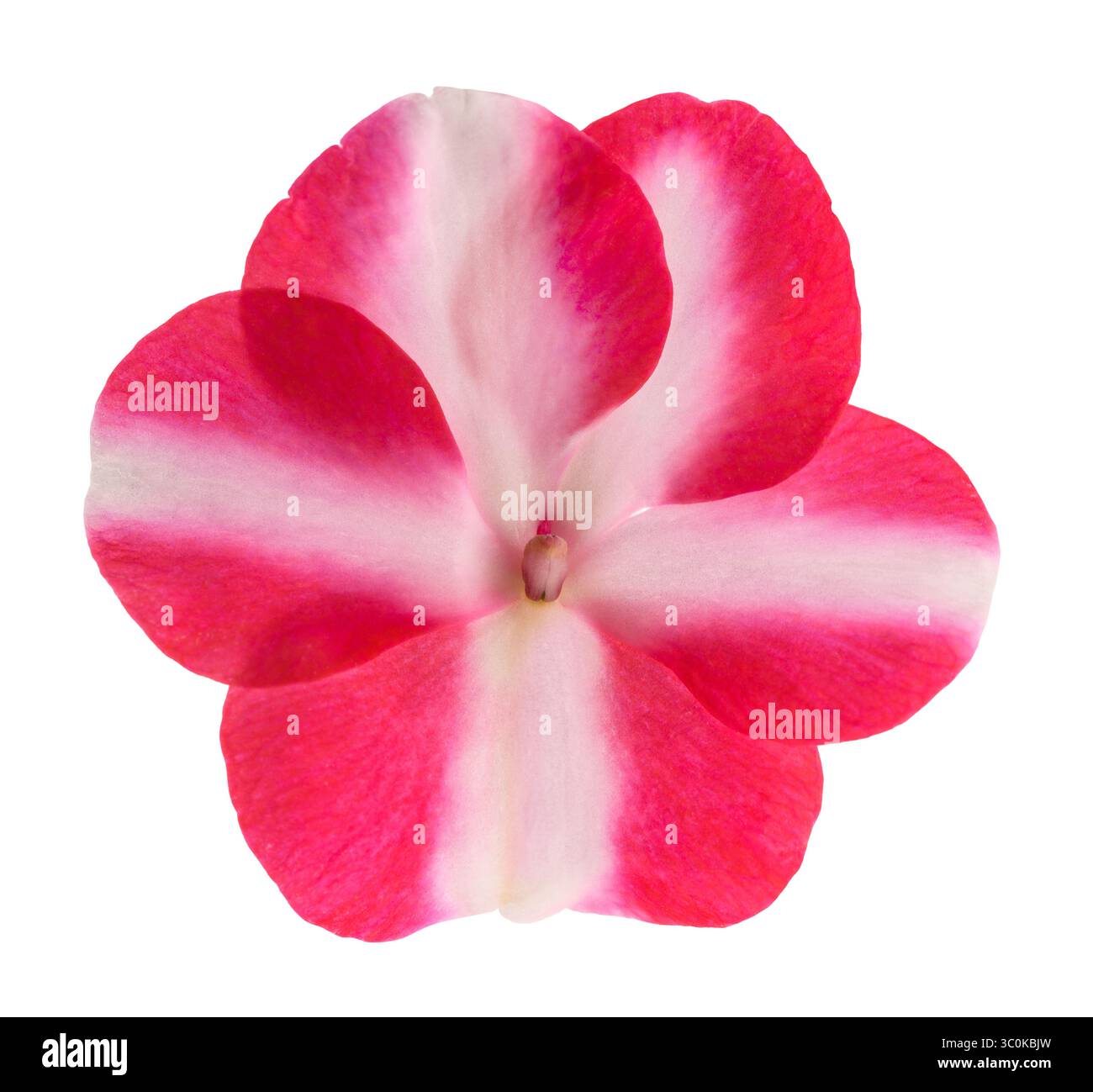 Busy lizzy flowers isolated on white background Stock Photo - Alamy