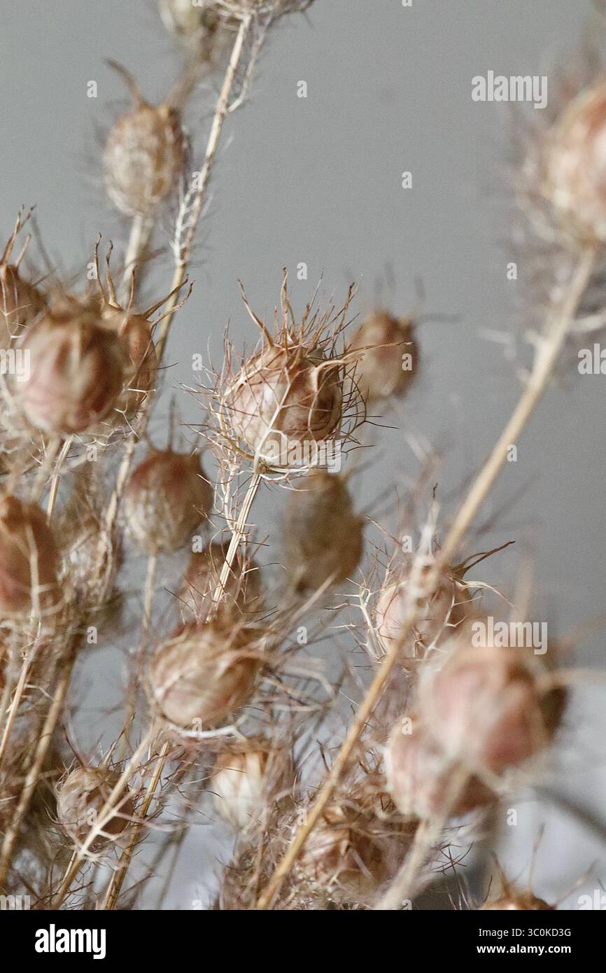 Macro photograph of dried Nigella damascena (Love-in-a-Mist) seed pods ...