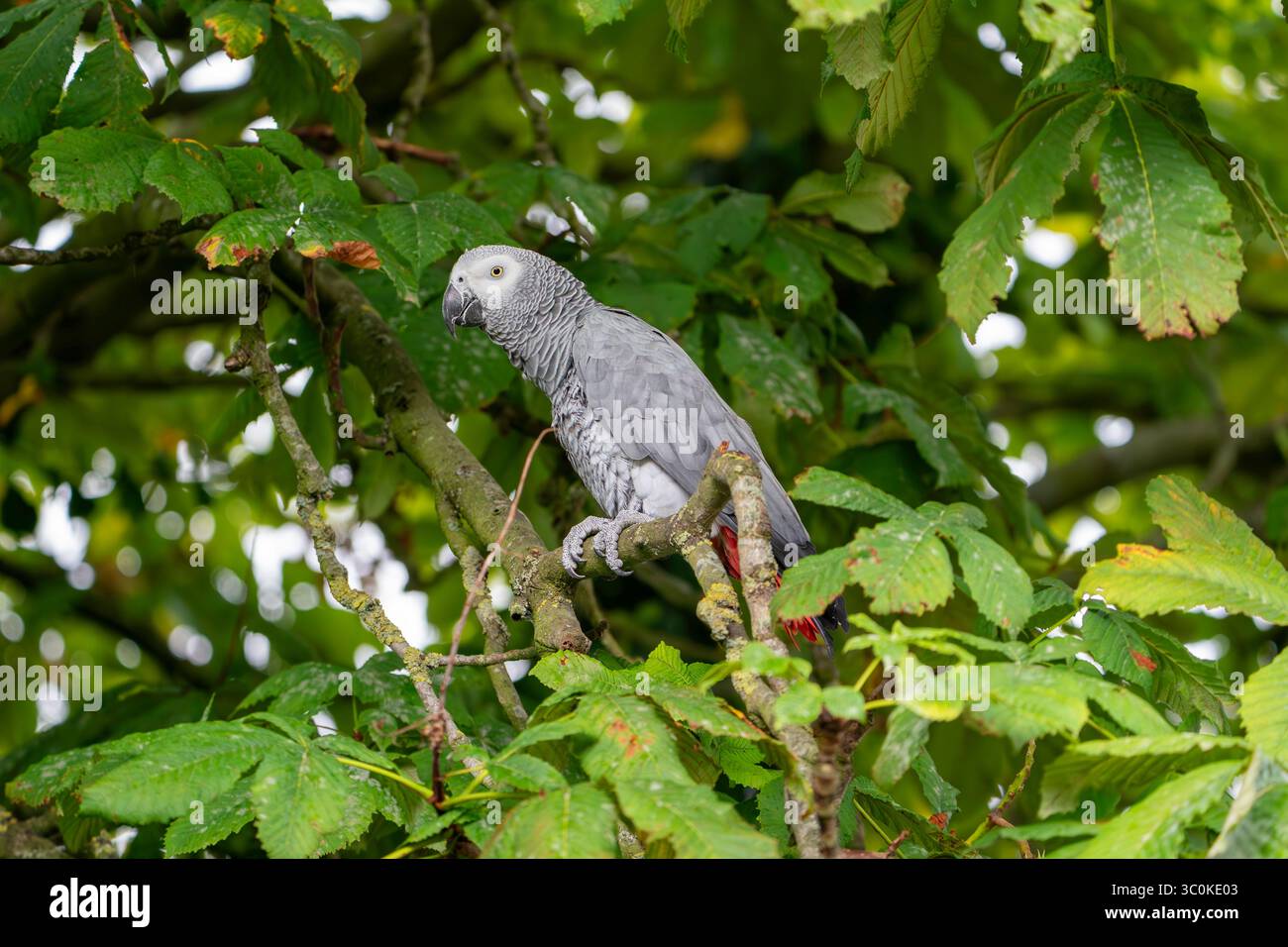 Pappagallo congo hi-res stock photography and images - Alamy