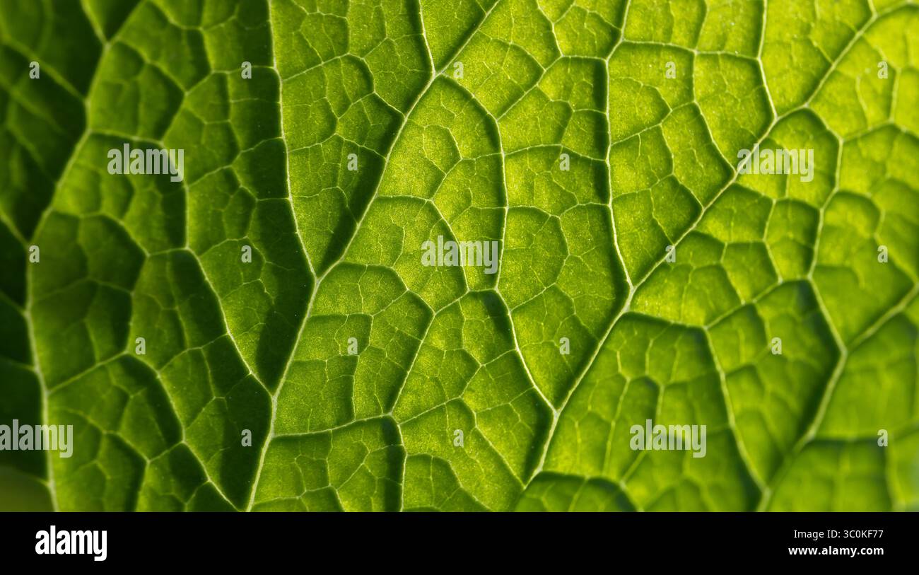 Natureal patterns hi-res stock photography and images - Alamy