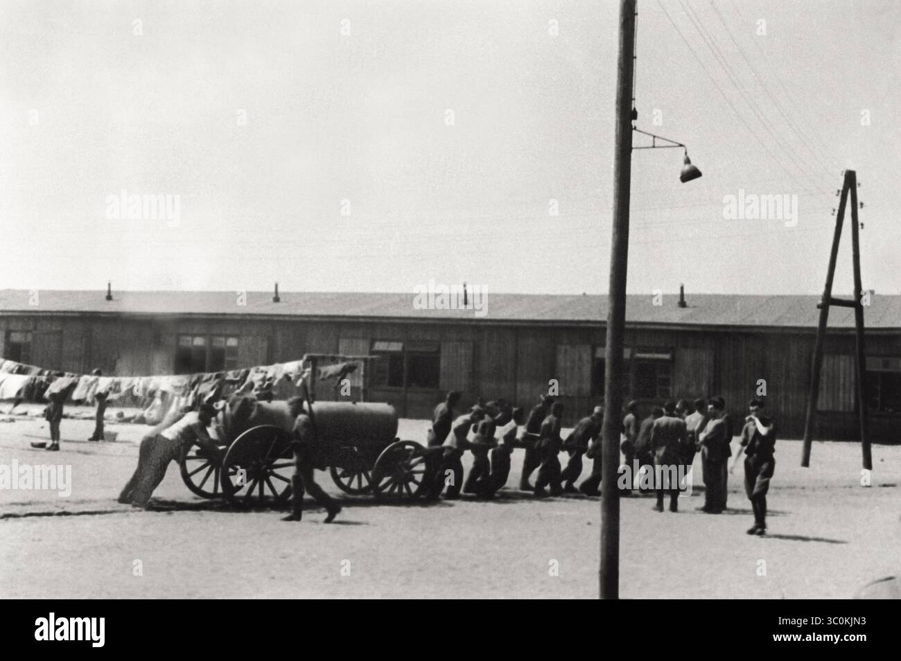 Ex-prisoners pulling a heavy load in the concentration camp liberated ...