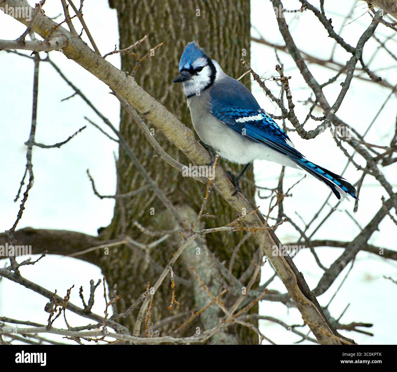 Eastern blue jay hi-res stock photography and images - Alamy
