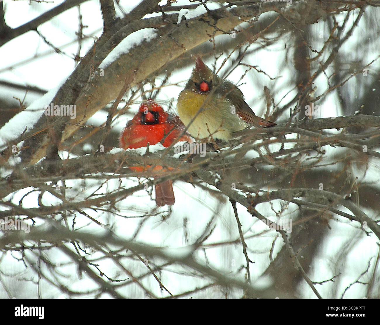 Beautiful wildlife interaction showing hi-res stock photography and ...