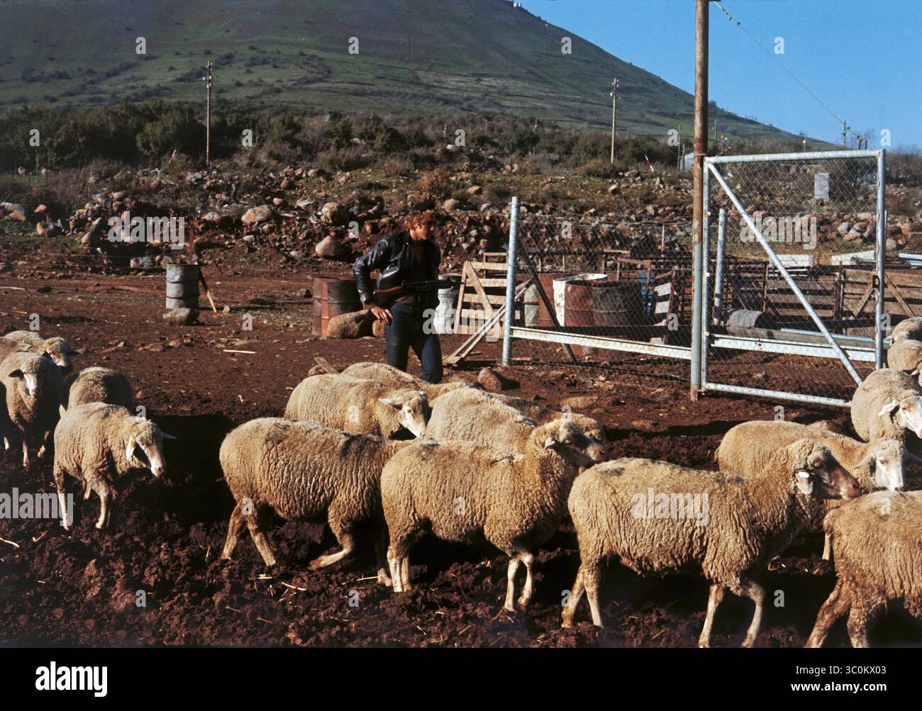 A shepherd, armed with a gun, leads his sheep flock in the northern ...