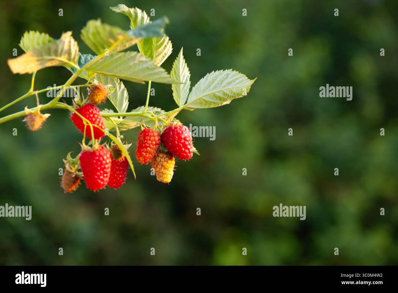 Vibrant garden scene hanging hi-res stock photography and images - Alamy