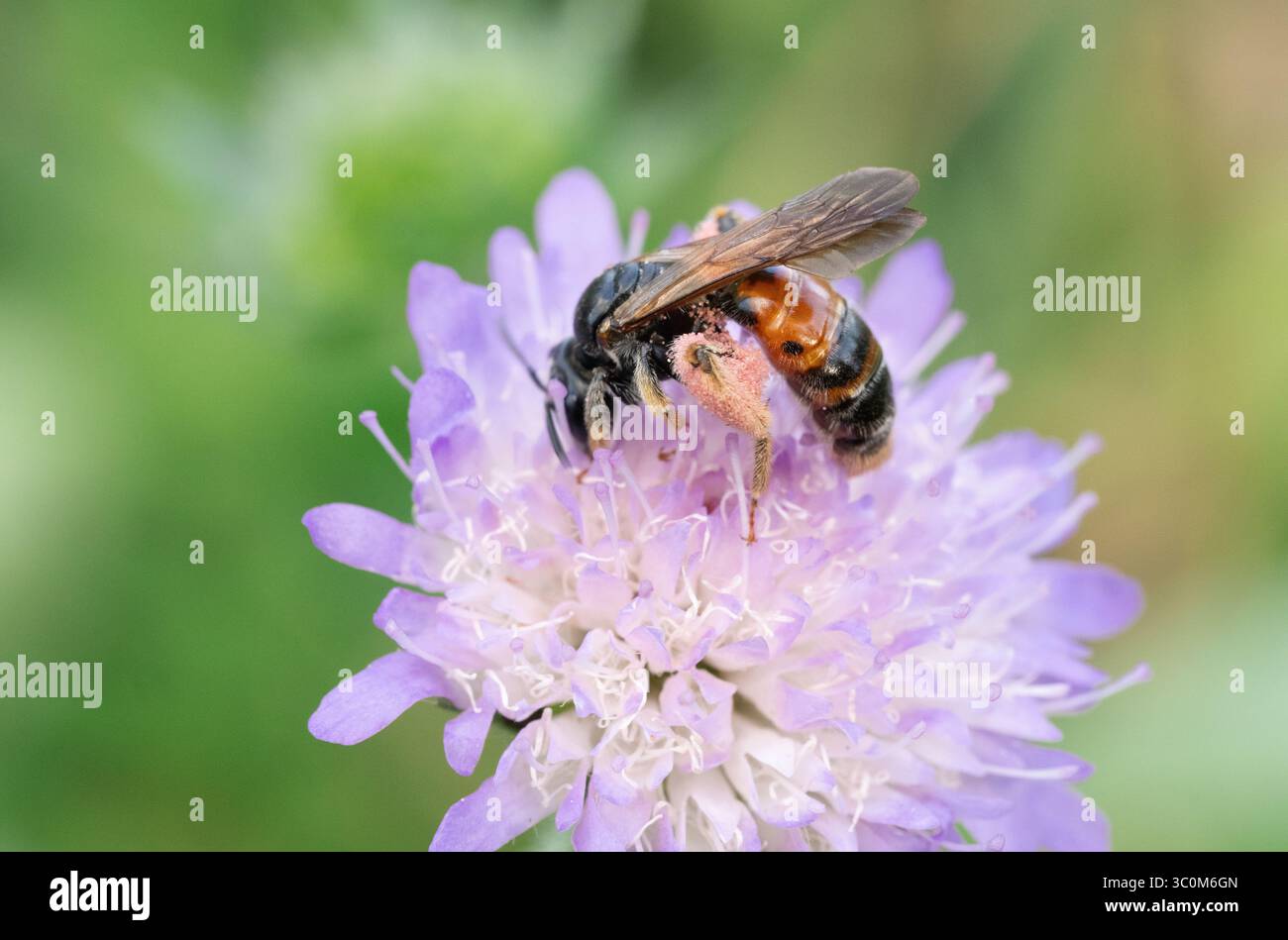 29 June 2025, Berlin: 29.06.2025, Berlin. A Large Scabious Mining Bee ...