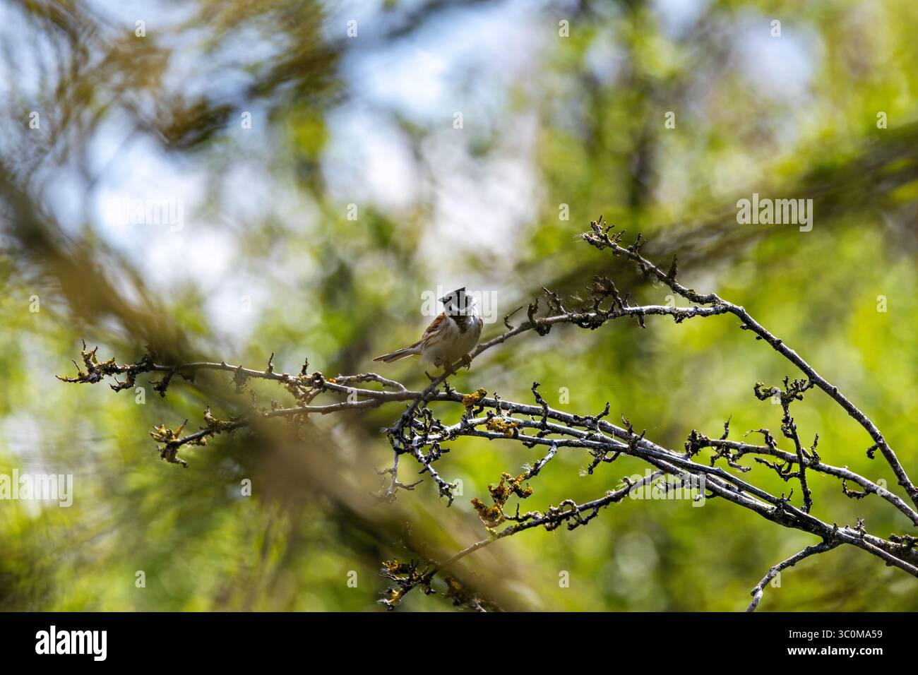 Male Reed Bunting with black head and white collar perched in reedbeds ...