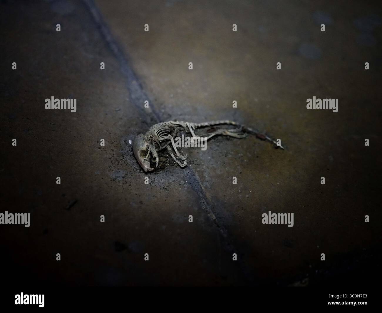 August 12, 2017 - Lima, Lima, Peru - Rodent skeleton at the Monastery ...