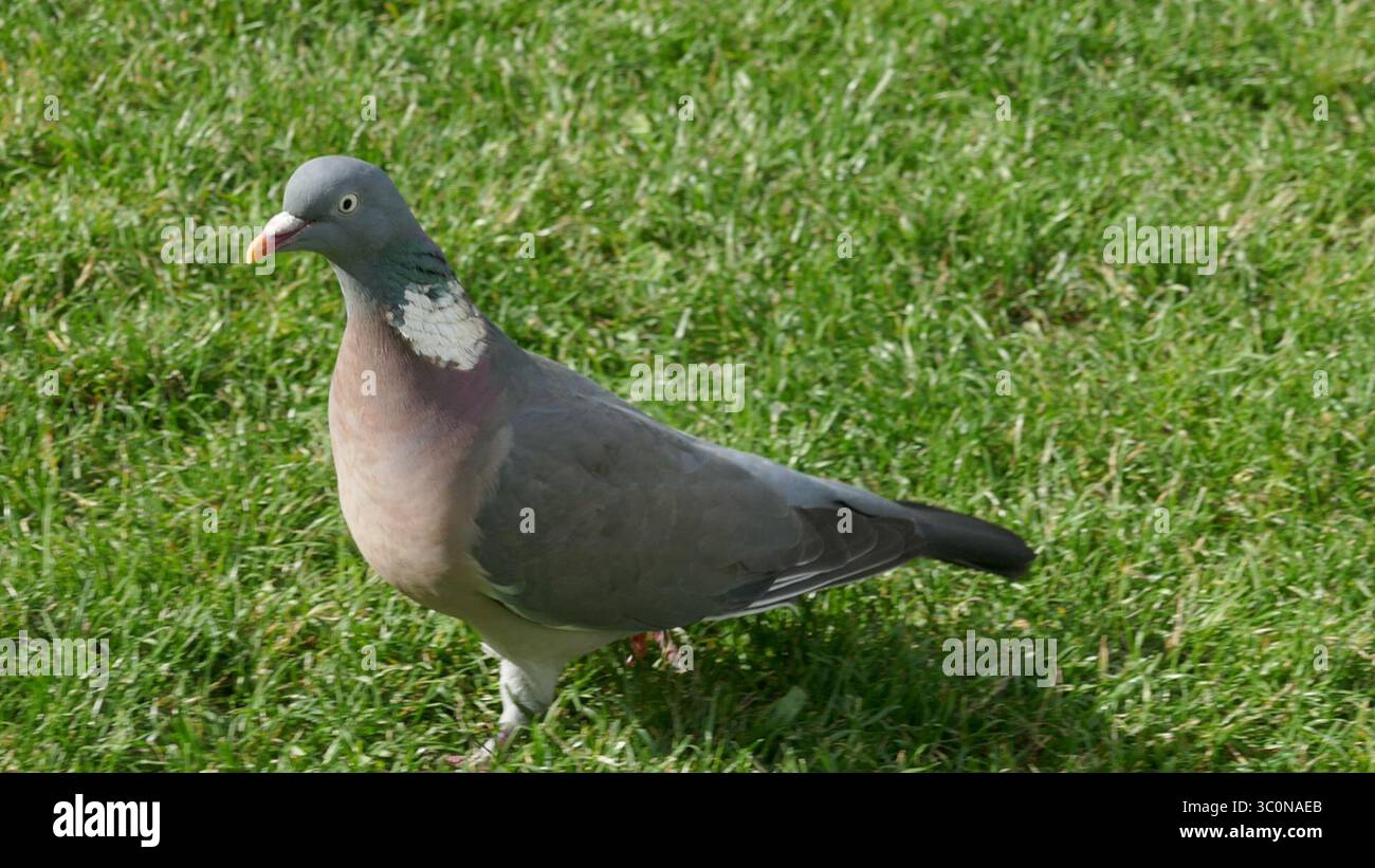 London, England, United Kingdom 28th May 2025 Pigeon at Parliament on ...