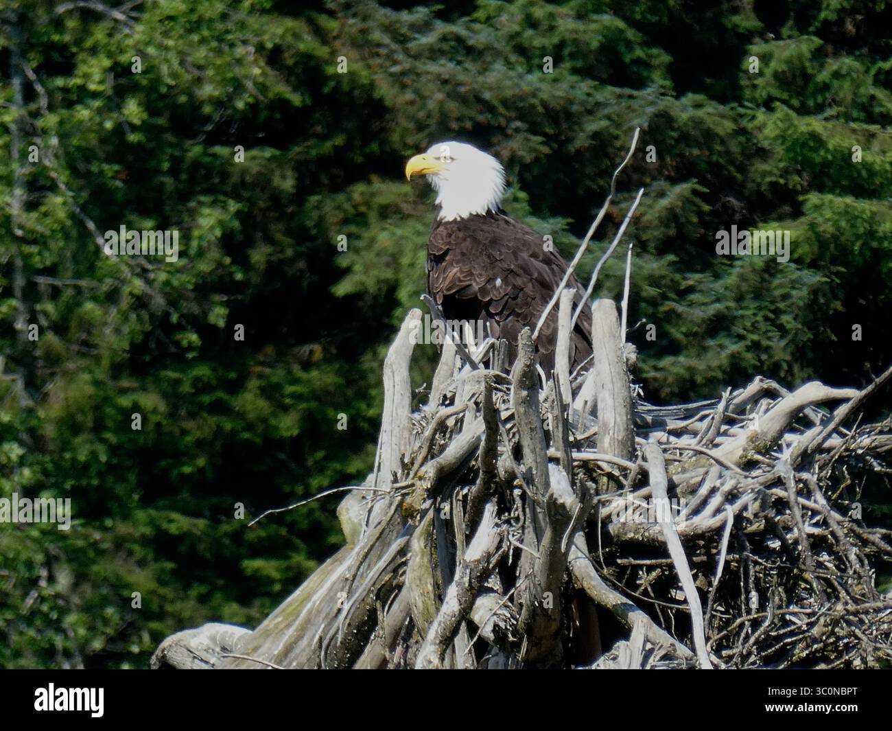 A bald eagle perches on the tangled old root system of a fallen tree ...