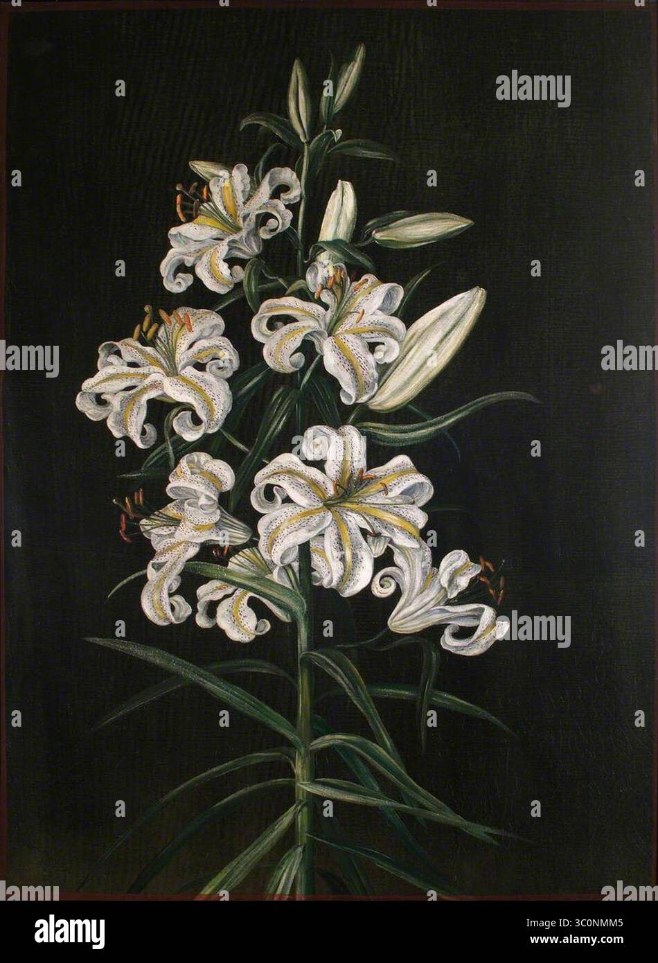 Marianne North (1830-1890) - A Japanese Lily Stock Photo - Alamy