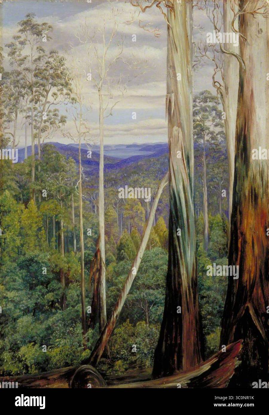 Marianne North (1830-1890) - Blue Gum Trees, Silver Wattle and ...