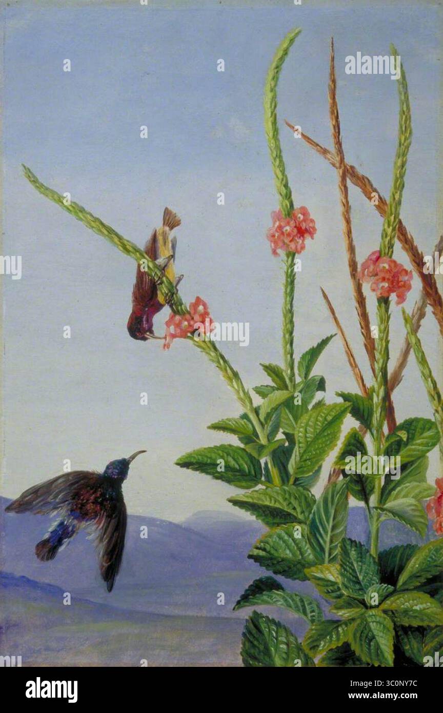 Marianne North (1830-1890) - Honeysucker at Work, Sarawak, Borneo Stock ...