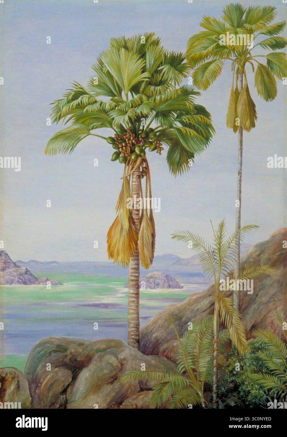 Marianne North (1830-1890) - Male and Female Trees of the Coco de Mer ...