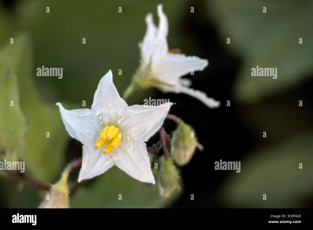 Close-Up of White Horse Nettle Flower in Bloom Stock Photo - Alamy
