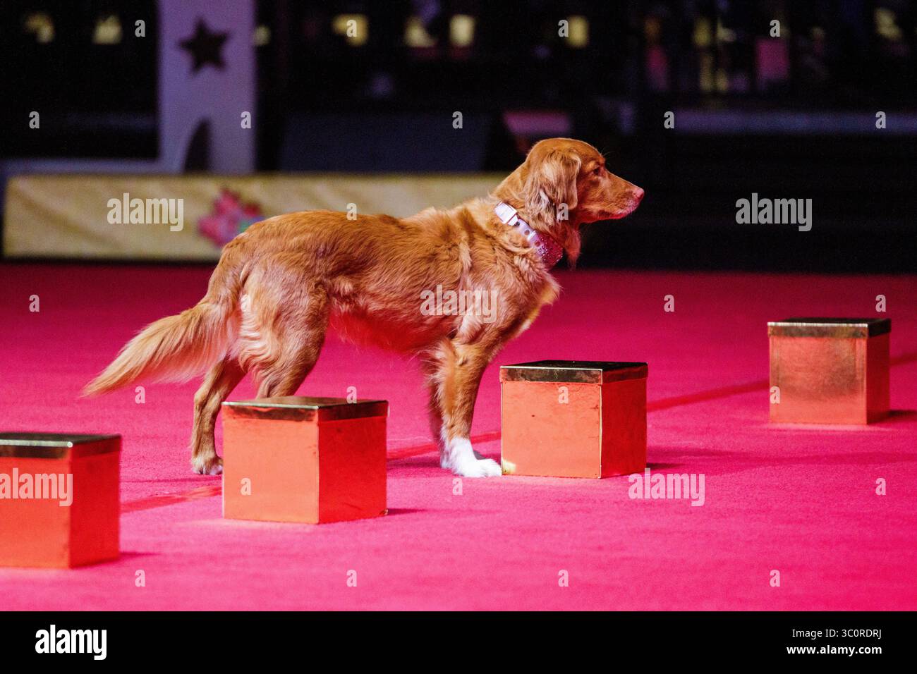 A SuperDog performs the Wild Wild Woof western show at K-Days in ...