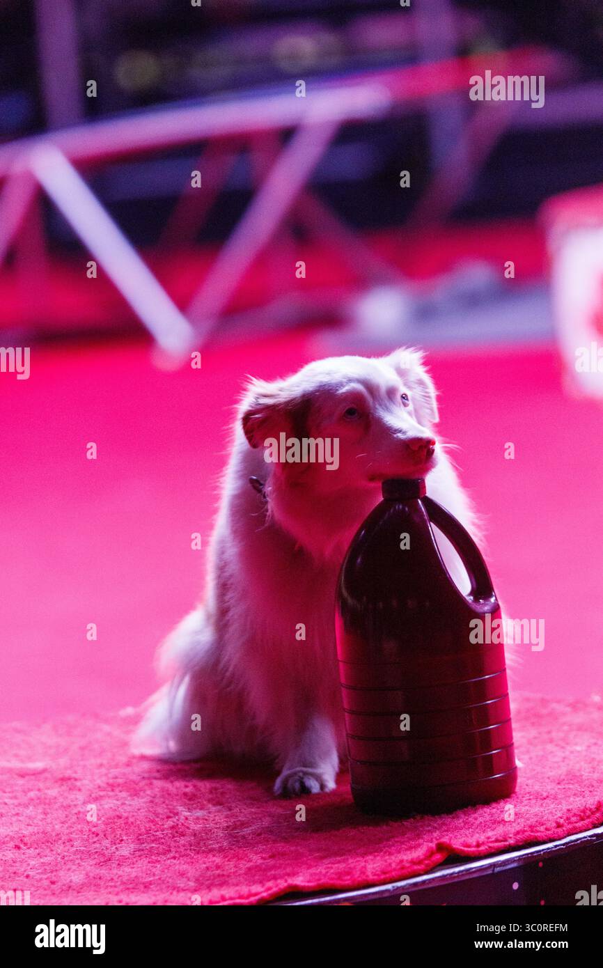 A SuperDog performs the Wild Wild Woof western show at K-Days in ...