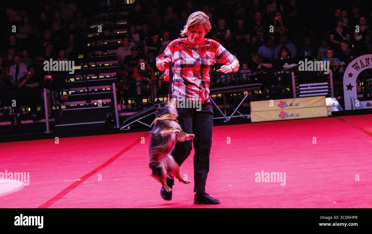 A SuperDog performs the Wild Wild Woof western show at K-Days in ...