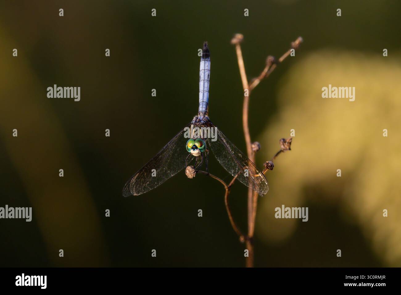 Blue dragonfly standing with its tail in the air Stock Photo - Alamy