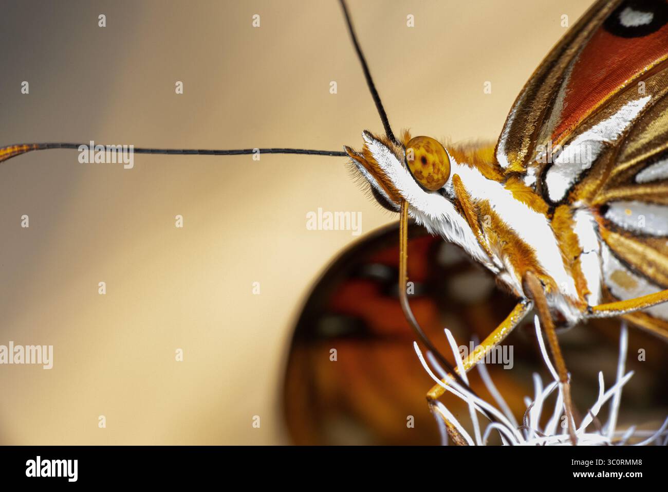 Gulf Fritillary Butterfly of Florida up close face and eyes Stock Photo ...