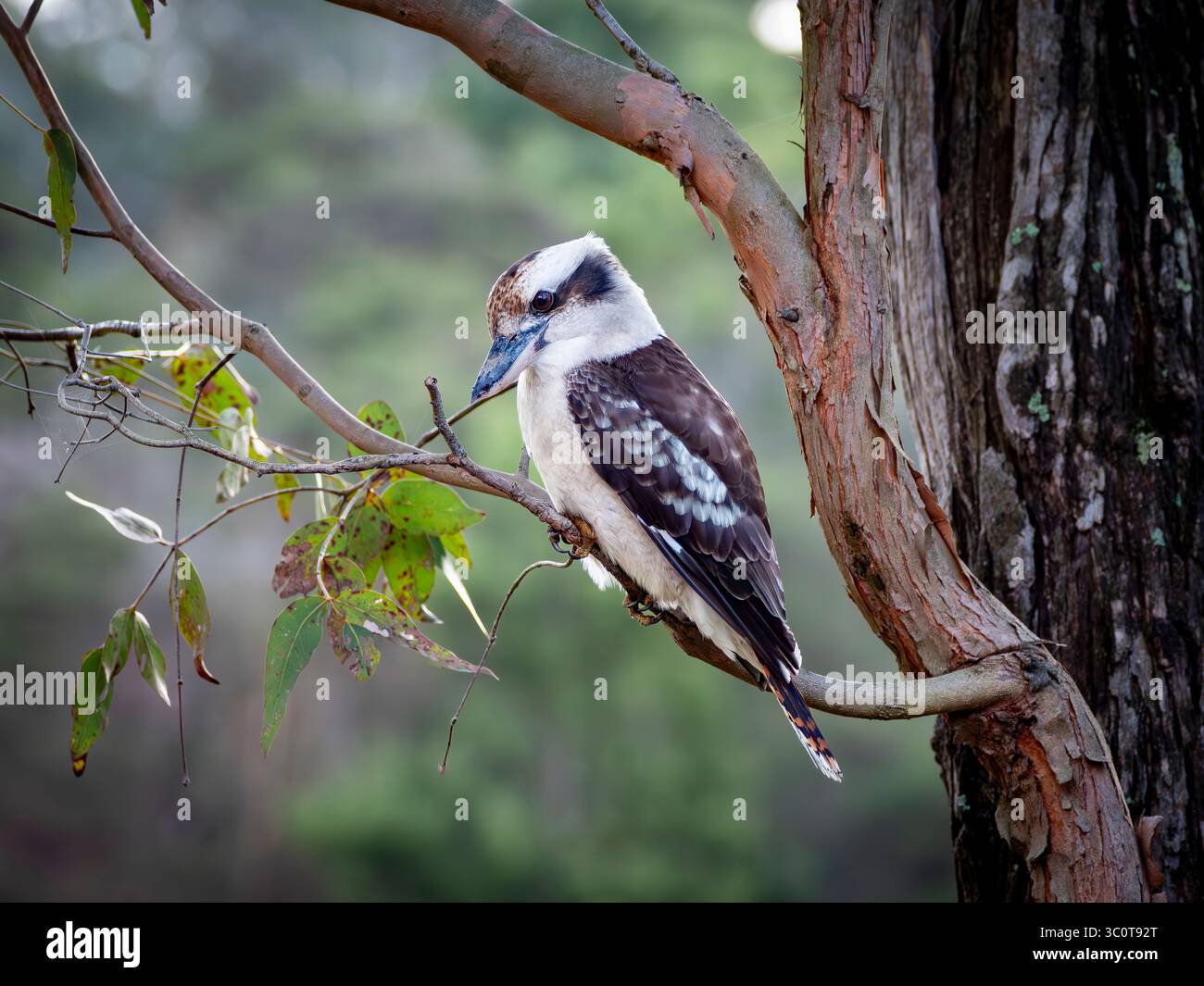 Australian iconic bird laughing hi-res stock photography and images - Alamy
