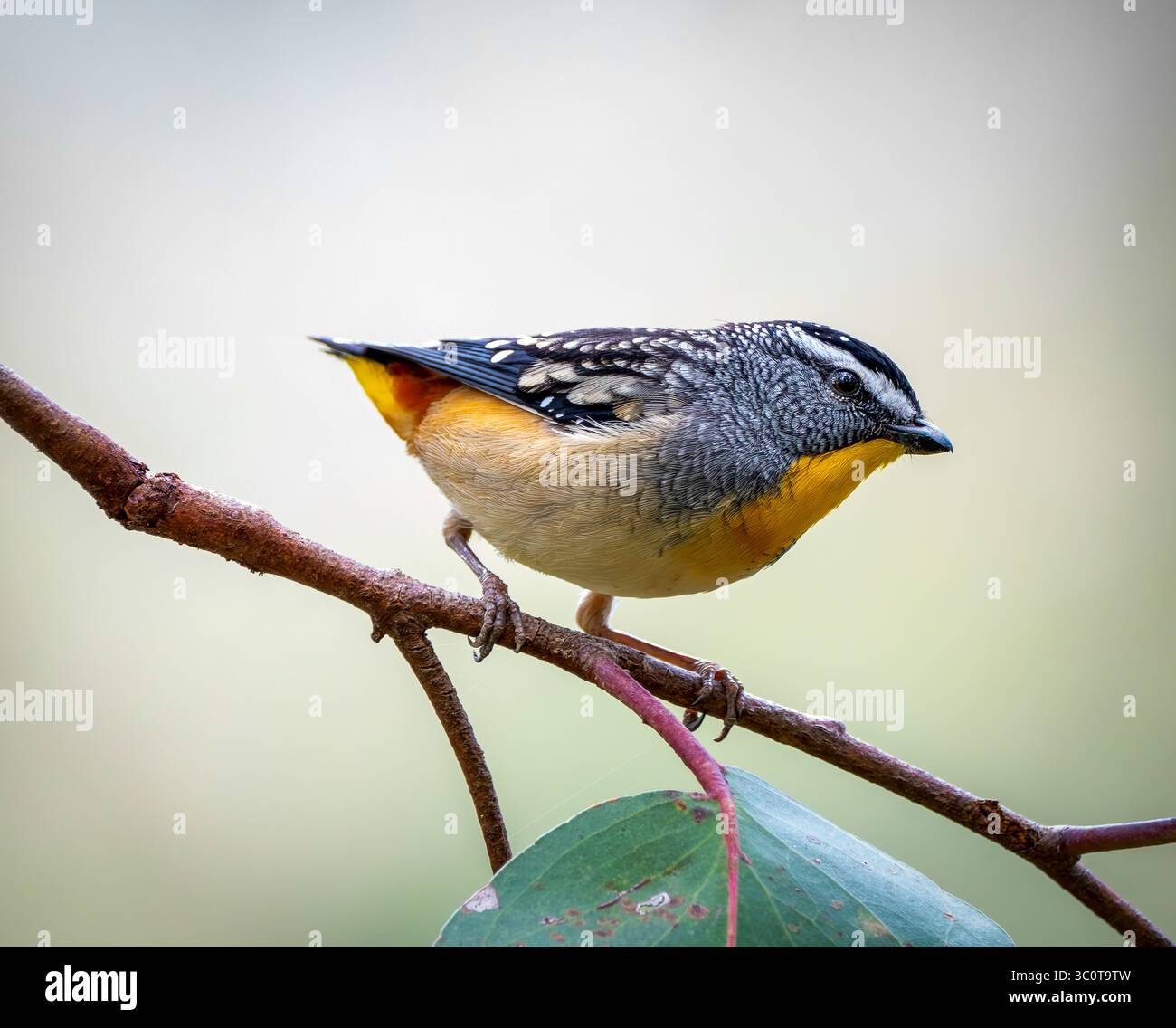 Spotted pardalote eucalyptus hi-res stock photography and images - Alamy