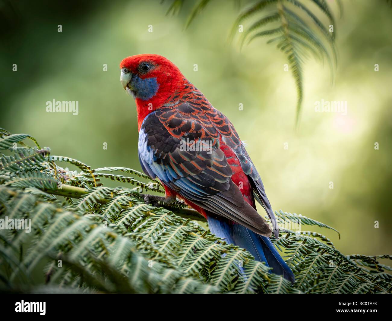 Backyard birdslife hi-res stock photography and images - Alamy