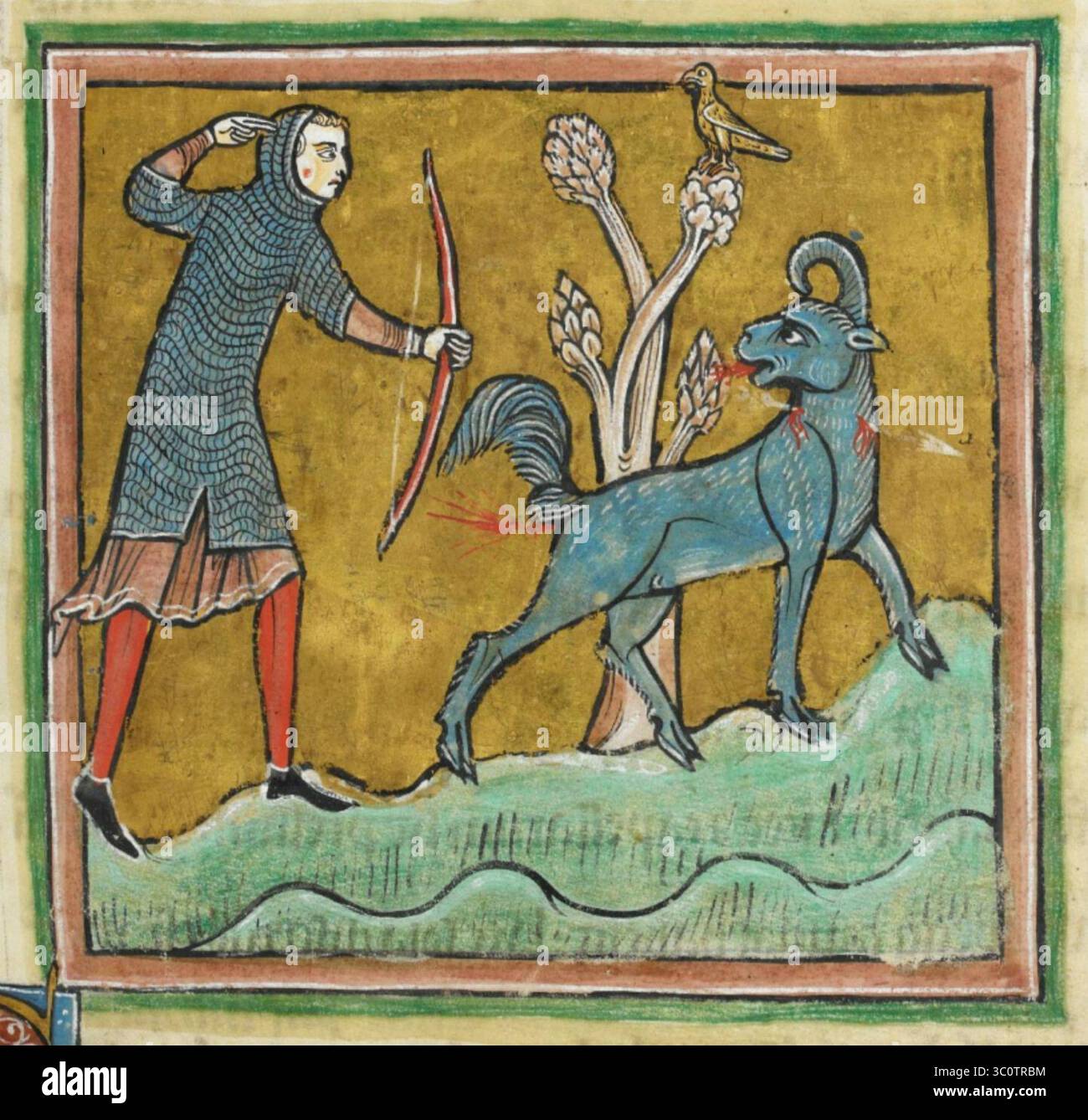 Medieval miniature book illustration of Bonnacon (bonasus or bonacho ...