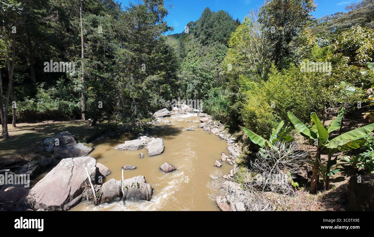 River in dense forest hi-res stock photography and images - Alamy