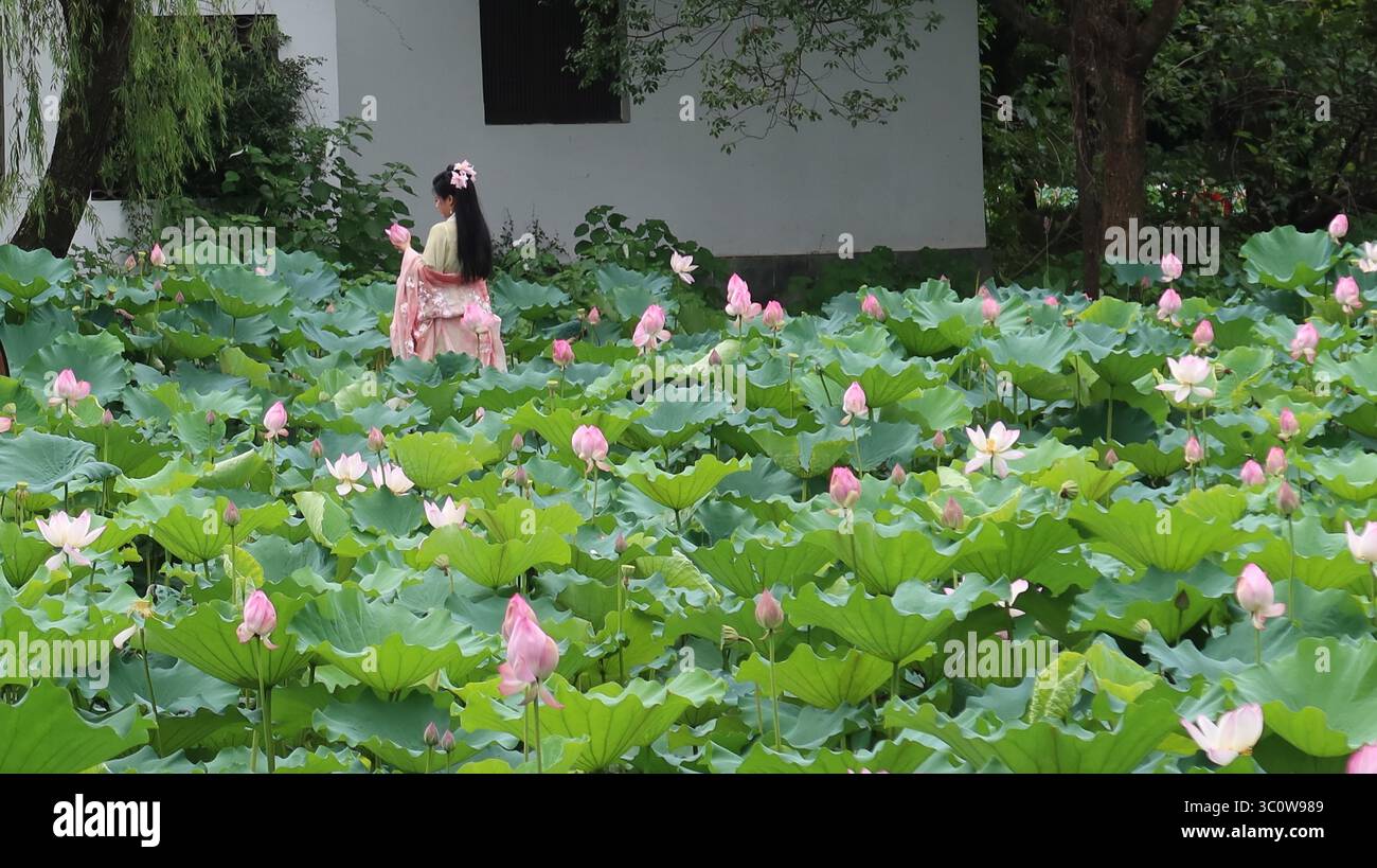 **CHINESE MAINLAND, HONG KONG, MACAU AND TAIWAN OUT** Lotus flowers ...