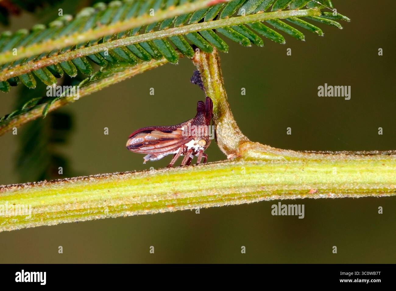 Australian membracid hi-res stock photography and images - Alamy