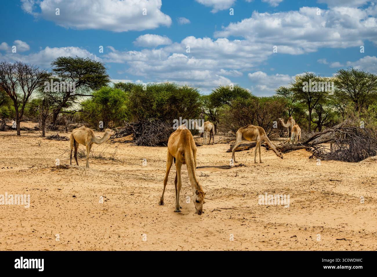 Close up camels grazing hi-res stock photography and images - Alamy
