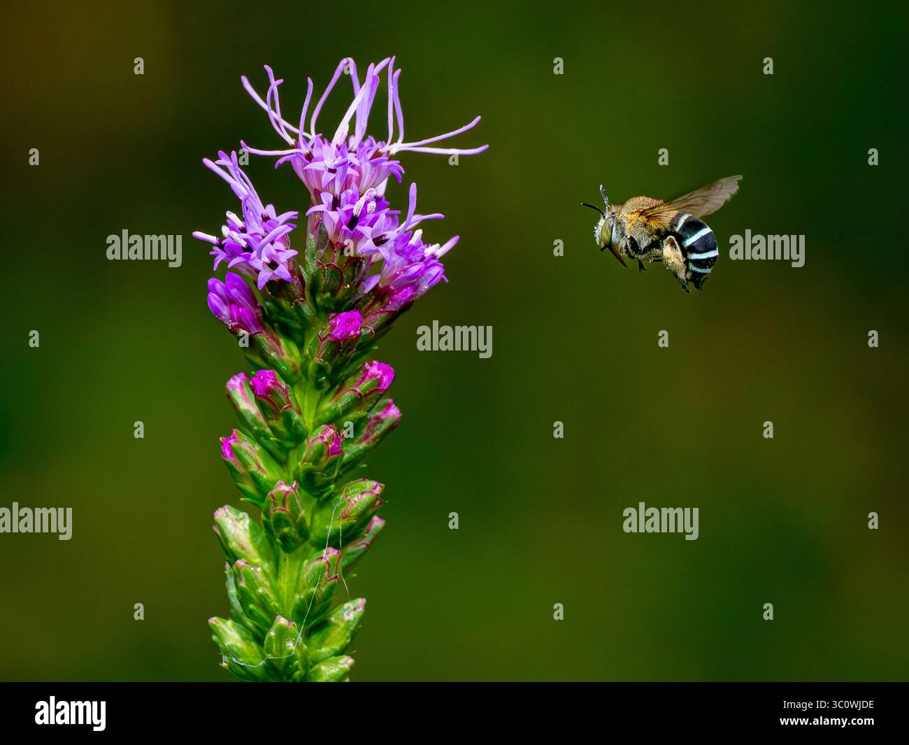A blue-banded bee in perfect focus beside a blazing star flower, caught mid-flight in a dazzling ...