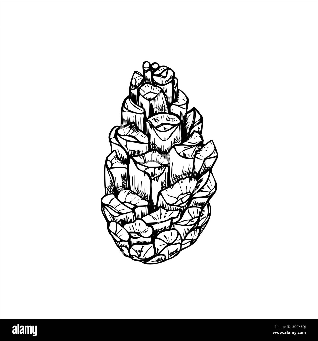 Closed pinecone or cedar cone monochrome vector illustration painted by ...
