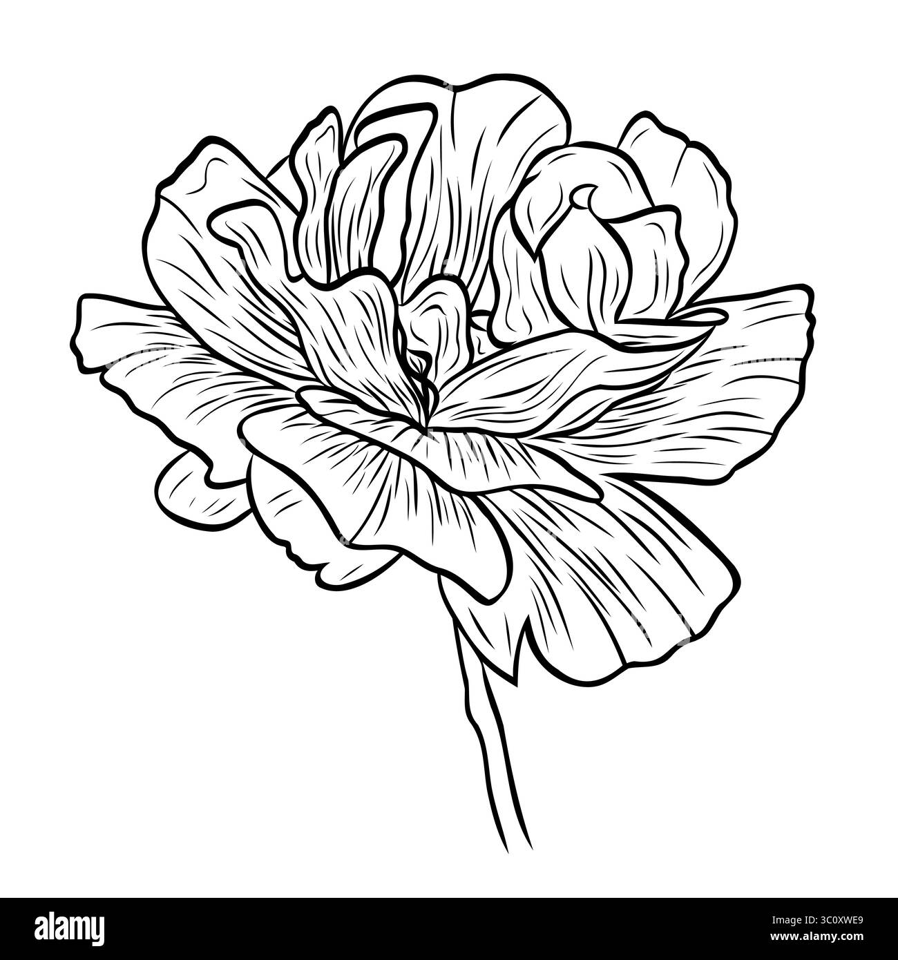 Gorgeous open rose bud with nice petals. Graphic line art hand drawn ...